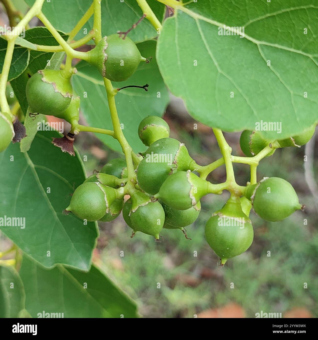 Cordia dichotoma hi-res stock photography and images - Alamy