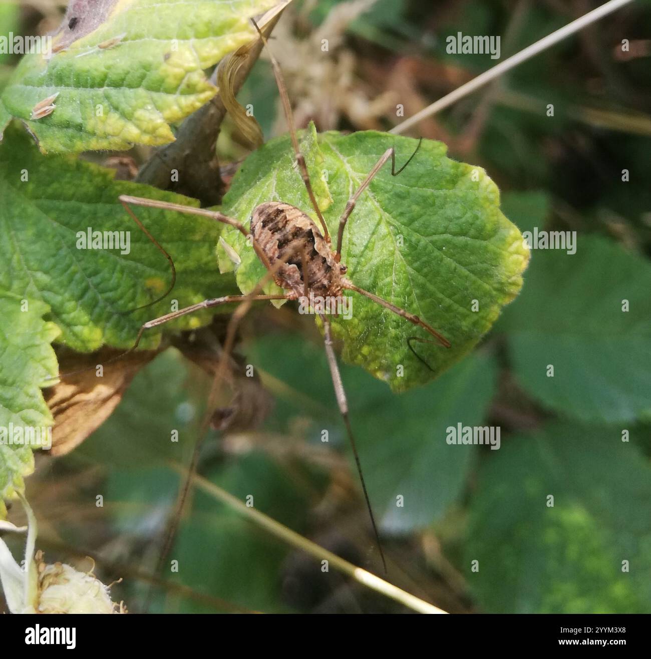European Harvestman (Phalangium opilio Stock Photo - Alamy