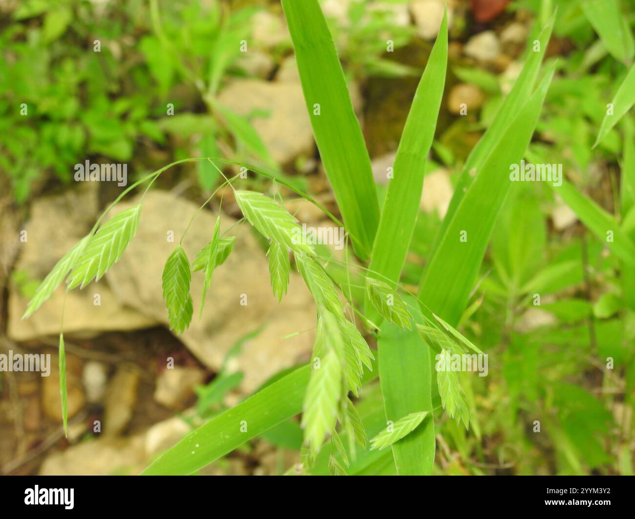 inland wood oats (Chasmanthium latifolium Stock Photo - Alamy