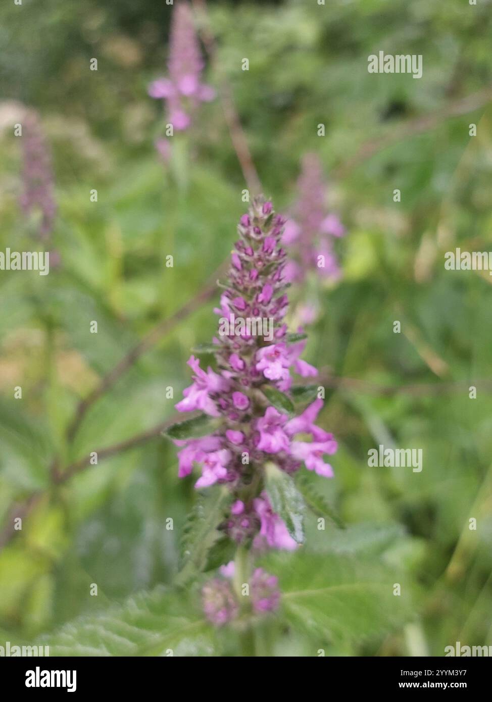 common hedge-nettle (Betonica officinalis Stock Photo - Alamy