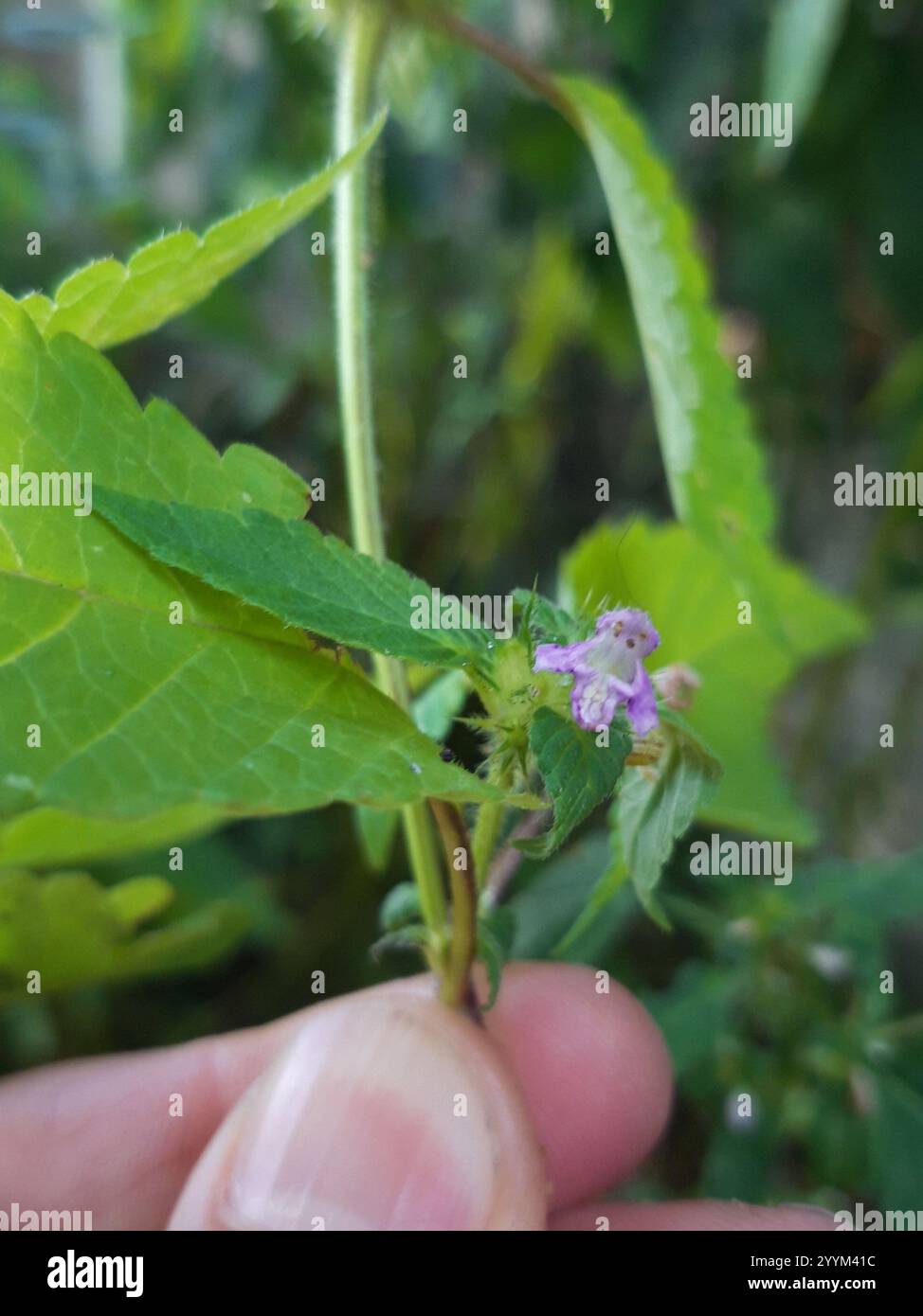 Common hemp-nettle (Galeopsis tetrahit Stock Photo - Alamy