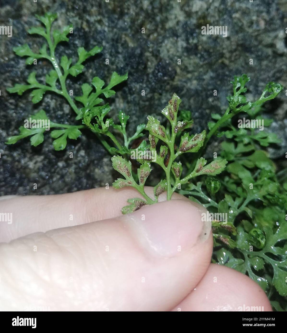wall-rue (Asplenium ruta-muraria Stock Photo - Alamy