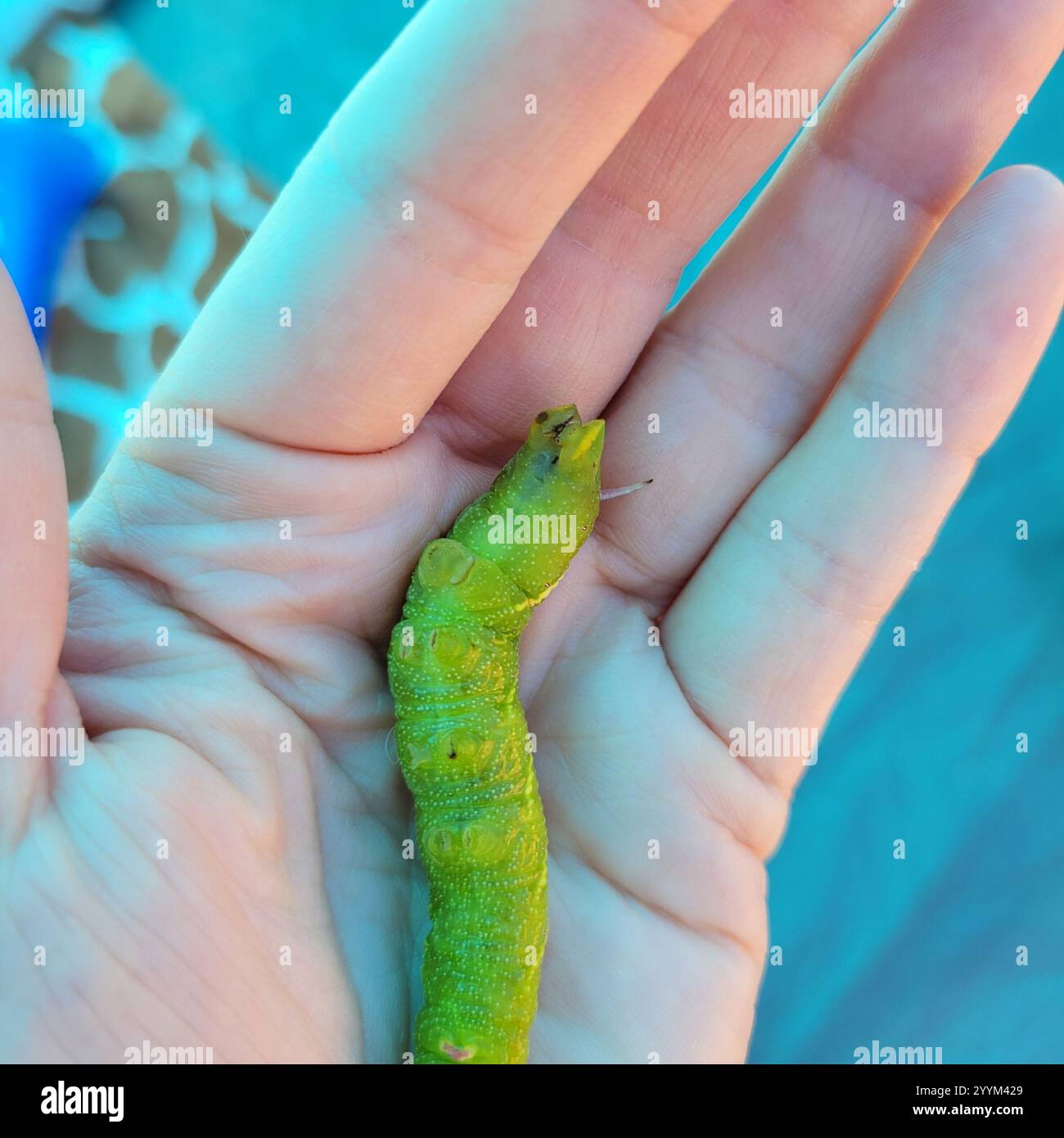 Western Eyed Sphinx (Smerinthus ophthalmica Stock Photo - Alamy