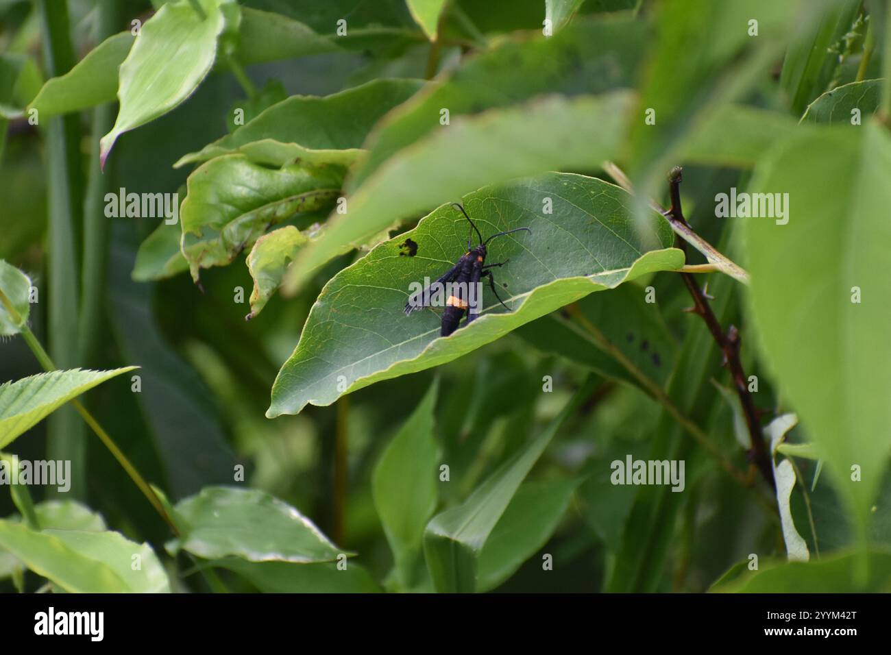 Persimmon Borer Moth (Sannina uroceriformis Stock Photo - Alamy