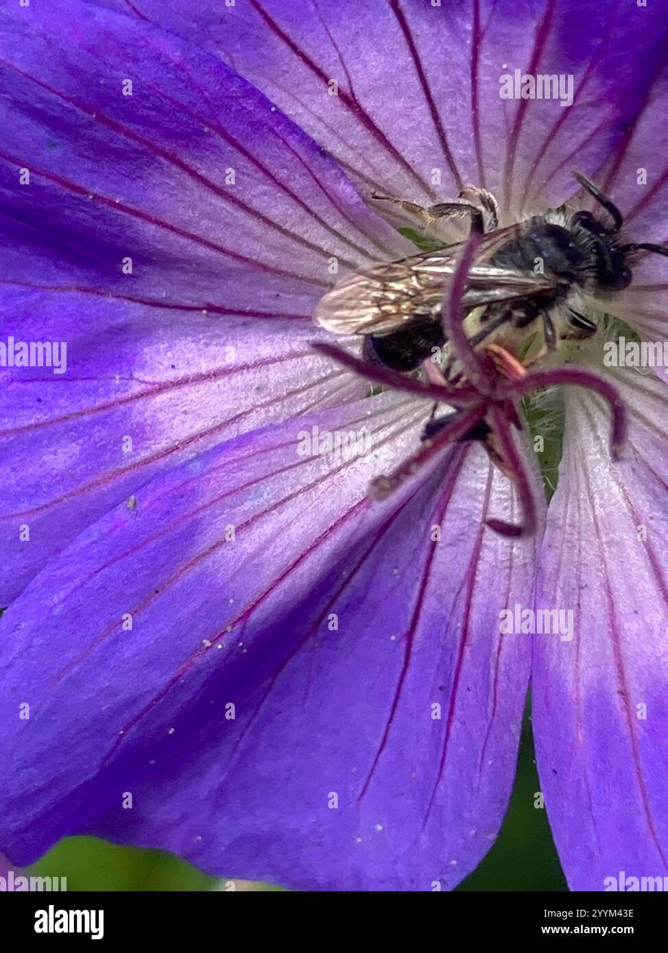 Mining Bees (Andrena Stock Photo - Alamy