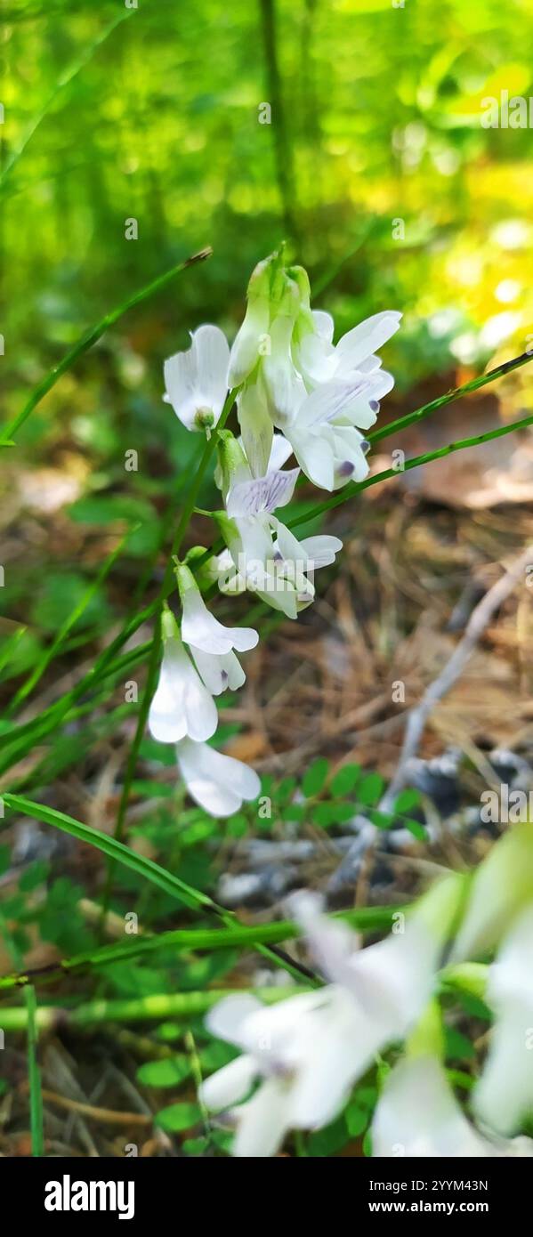Wood Vetch (Vicia sylvatica Stock Photo - Alamy