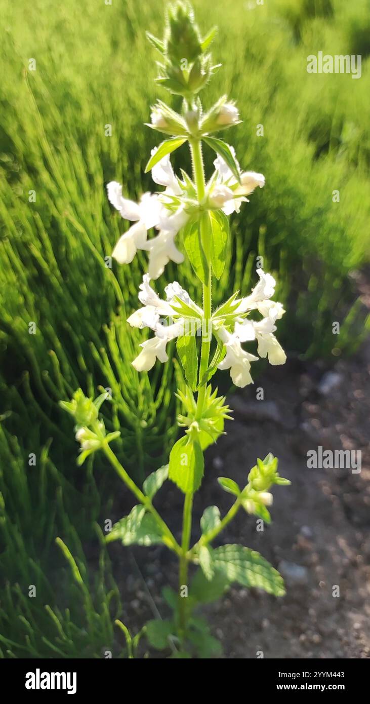 Annual Yellow-woundwort (Stachys annua Stock Photo - Alamy