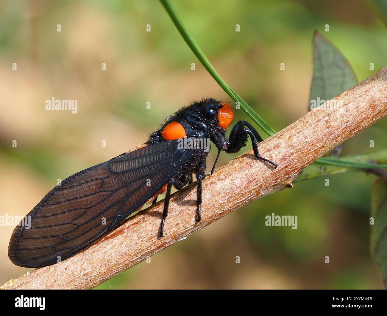 Black and scarlet cicada (Huechys sanguinea Stock Photo - Alamy
