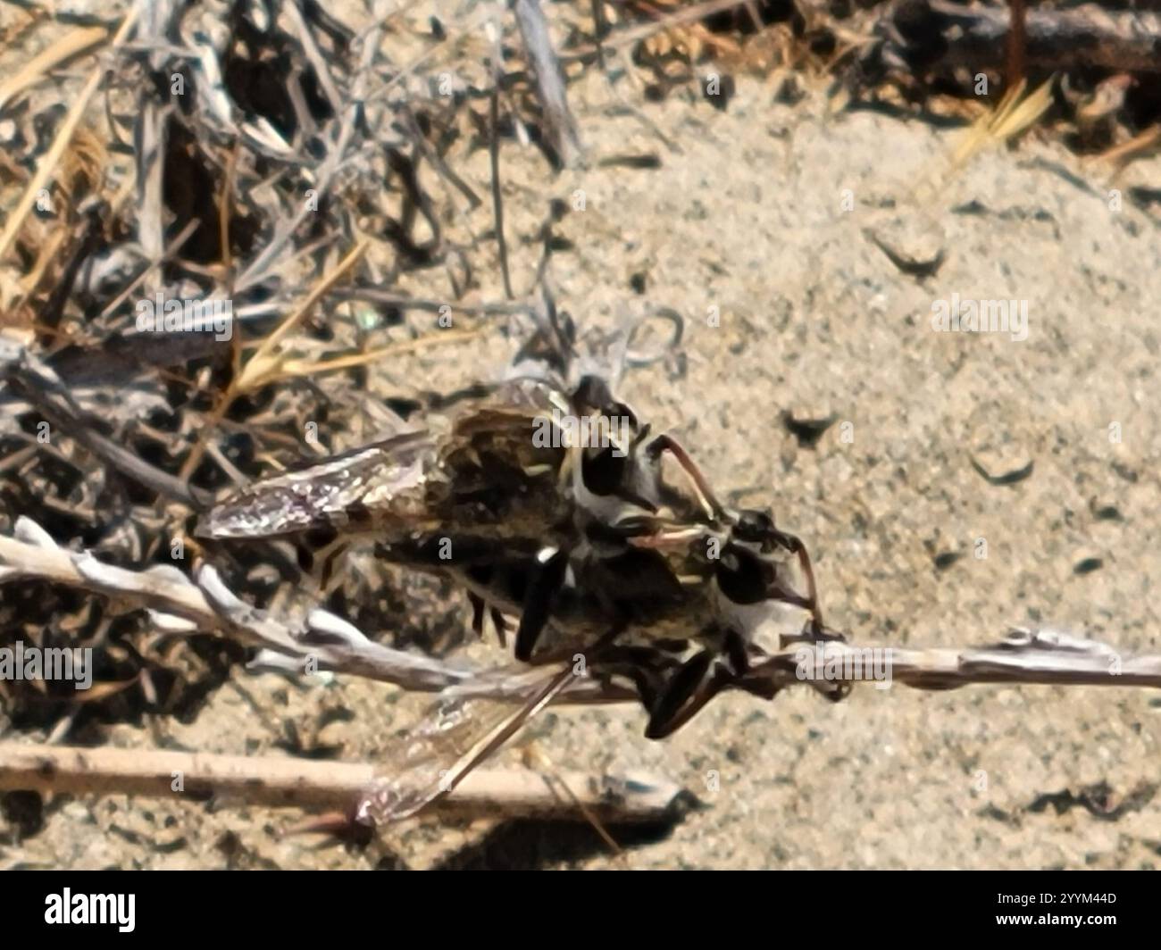 Hammertail hi-res stock photography and images - Alamy