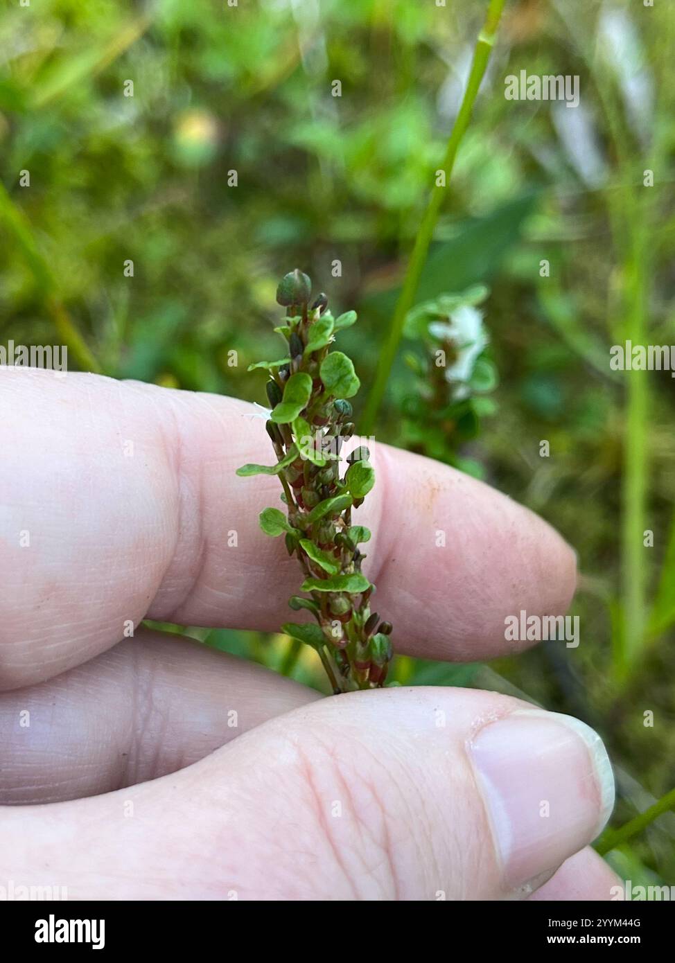 alpine bistort (Bistorta vivipara Stock Photo - Alamy