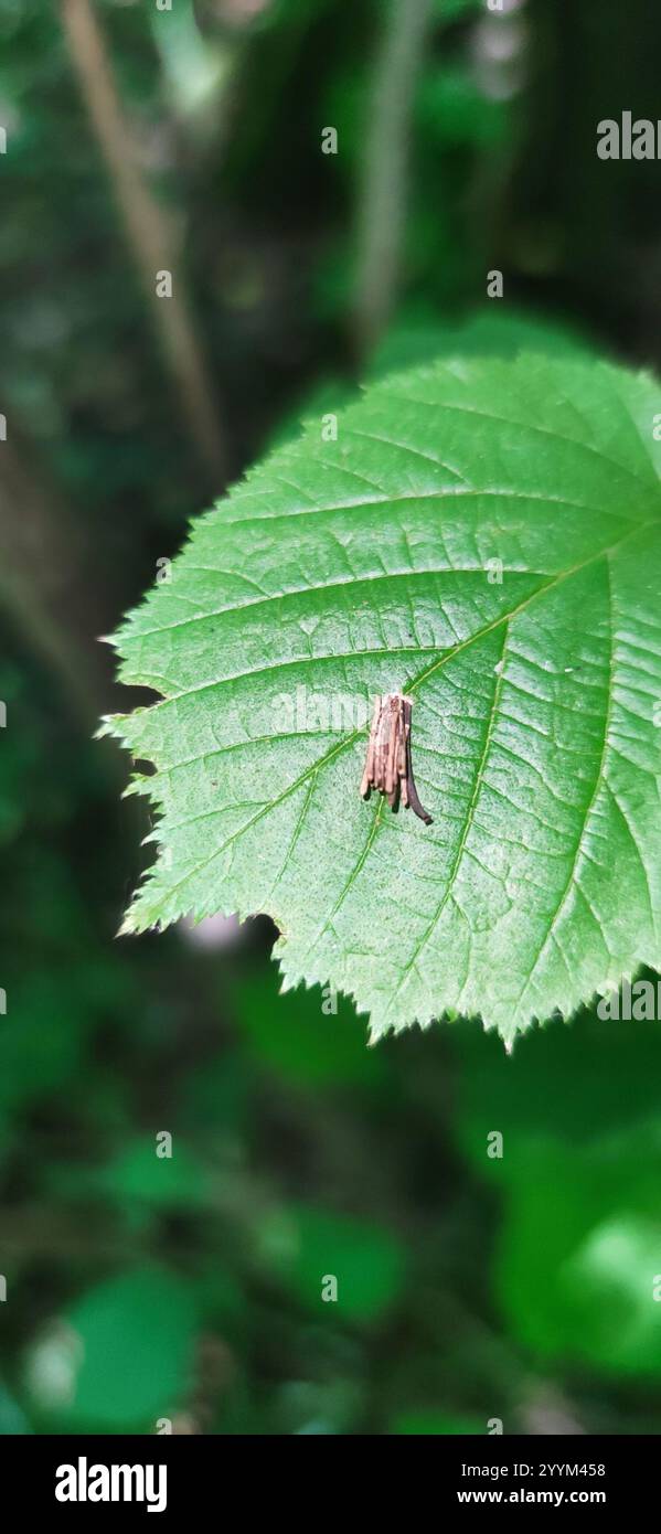 Common Bagworm Moth (Psyche casta Stock Photo - Alamy