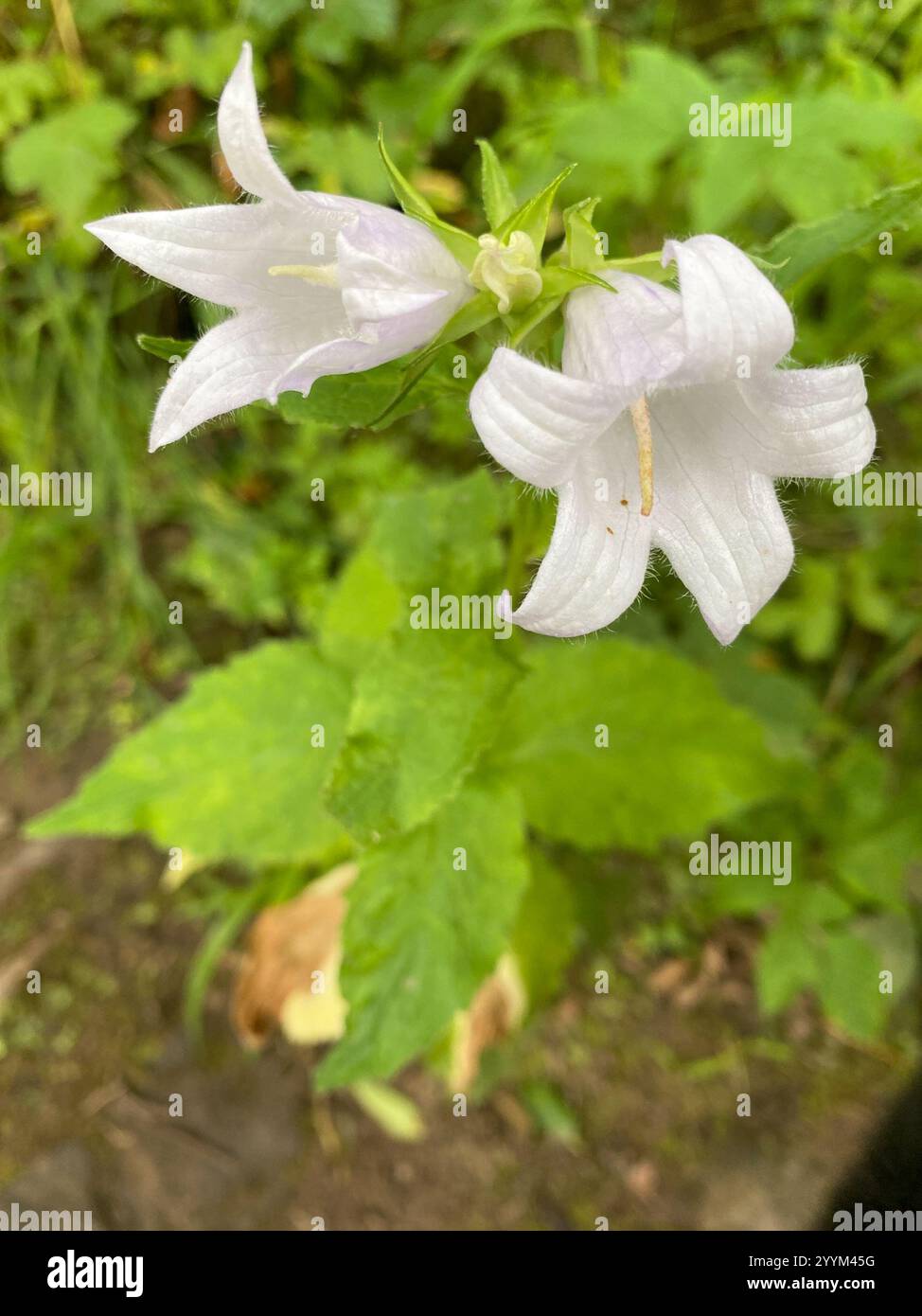 Giant Bellflower (Campanula latifolia Stock Photo - Alamy