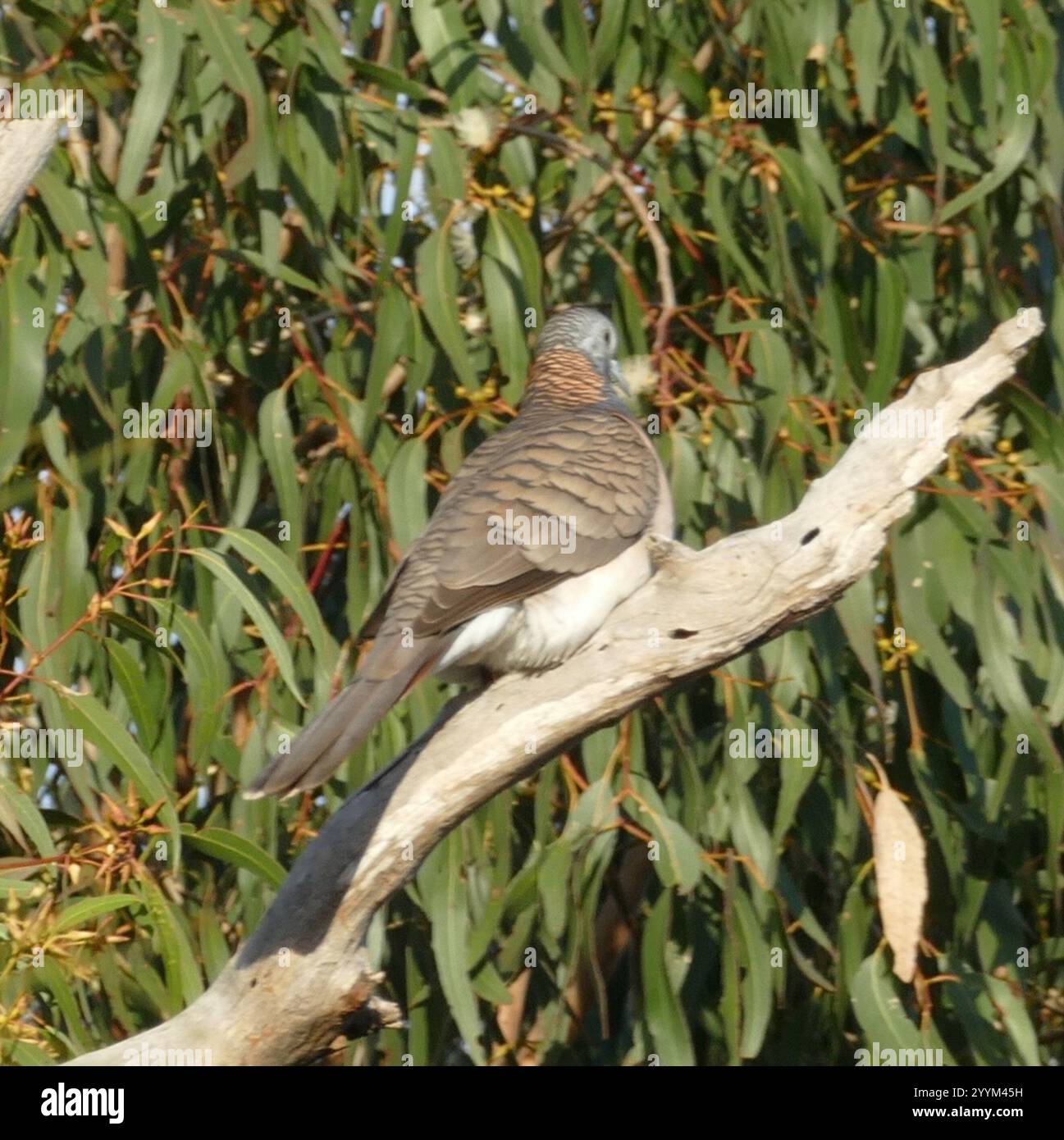 Bar-shouldered Dove (Geopelia humeralis Stock Photo - Alamy