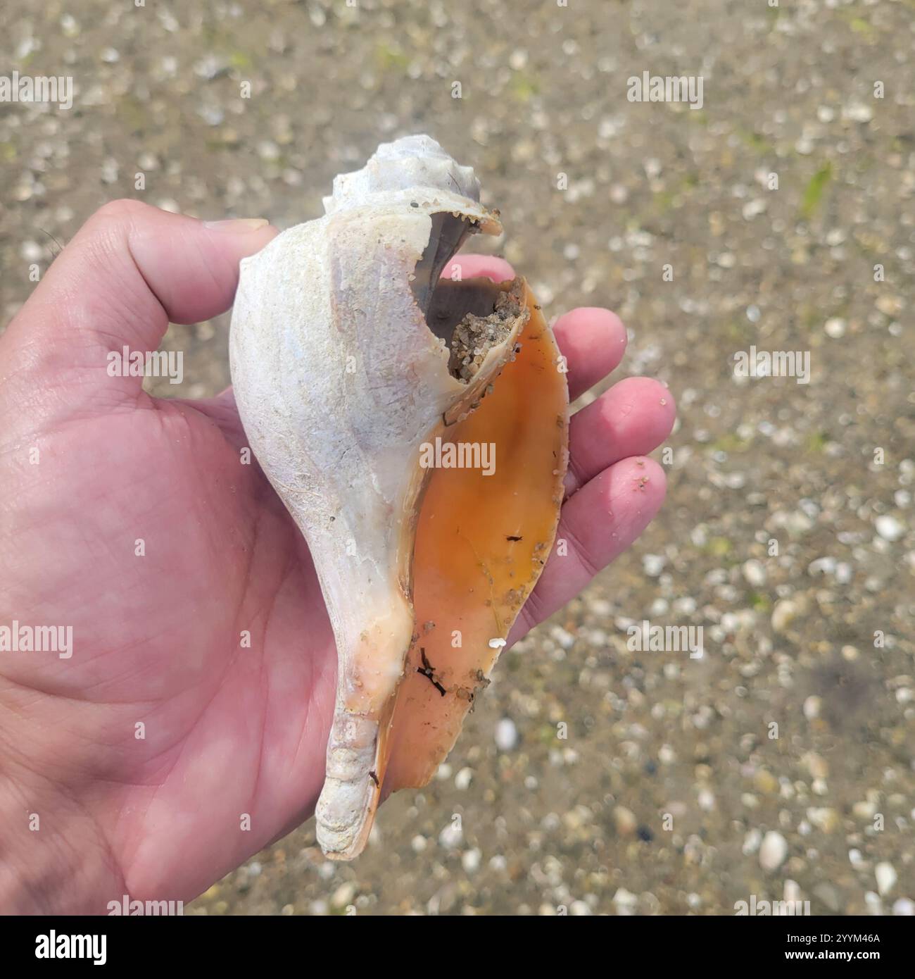 Knobbed Whelk (Busycon carica Stock Photo - Alamy