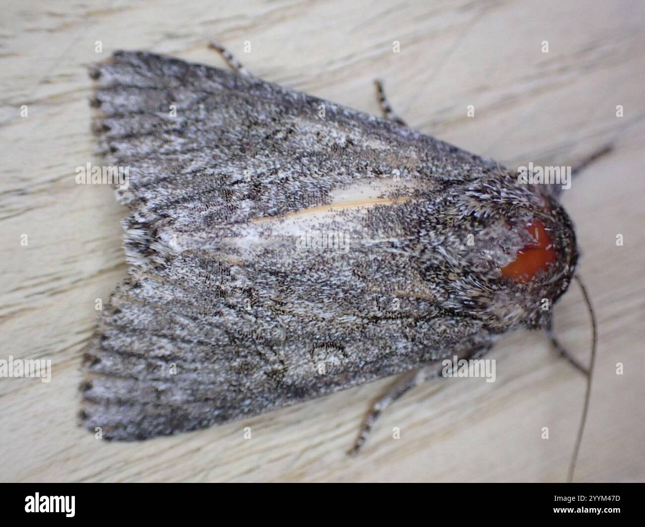 Poplar Grey (Acronicta megacephala Stock Photo - Alamy