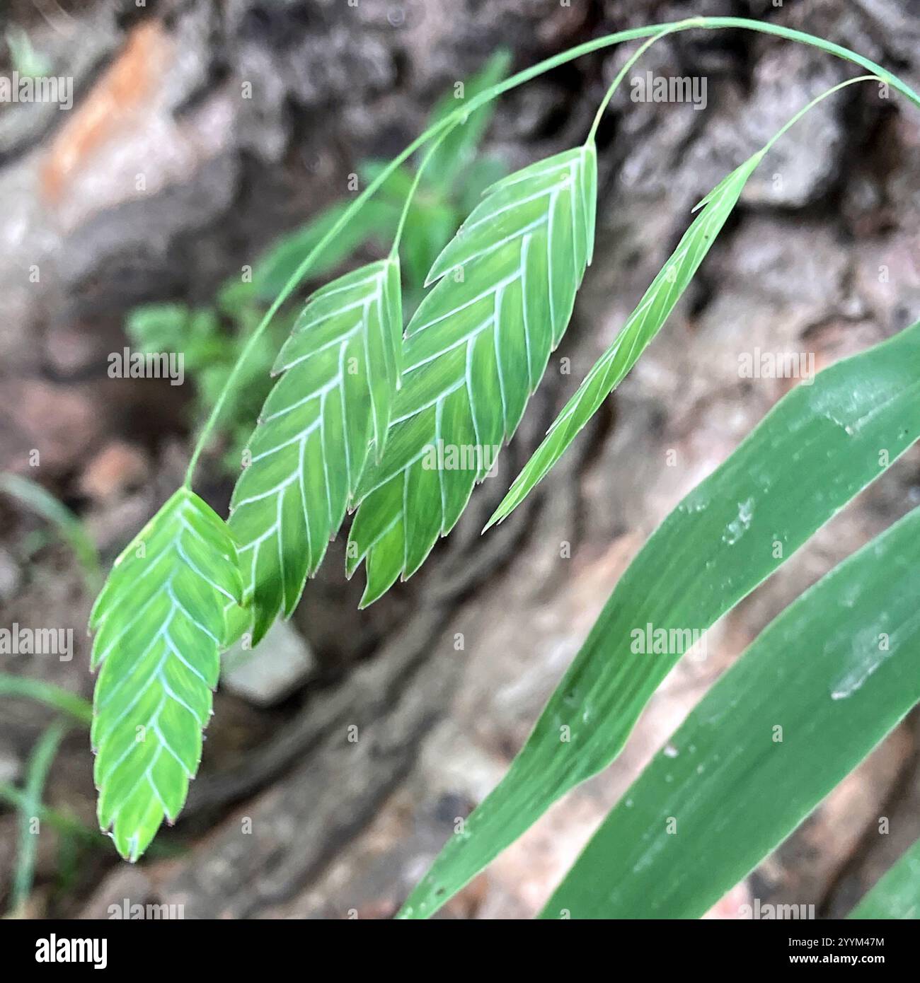 inland wood oats (Chasmanthium latifolium Stock Photo - Alamy