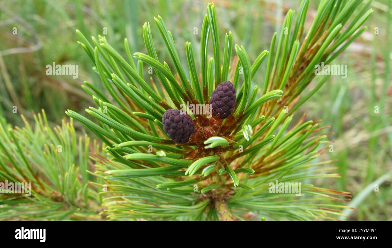 Dwarf siberian pine pinus hi-res stock photography and images - Alamy