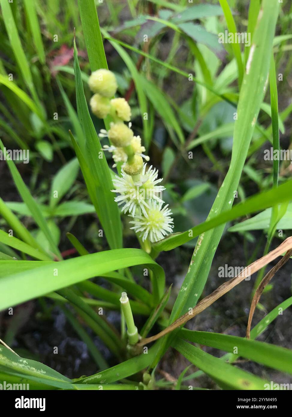 American bur reed hi-res stock photography and images - Alamy