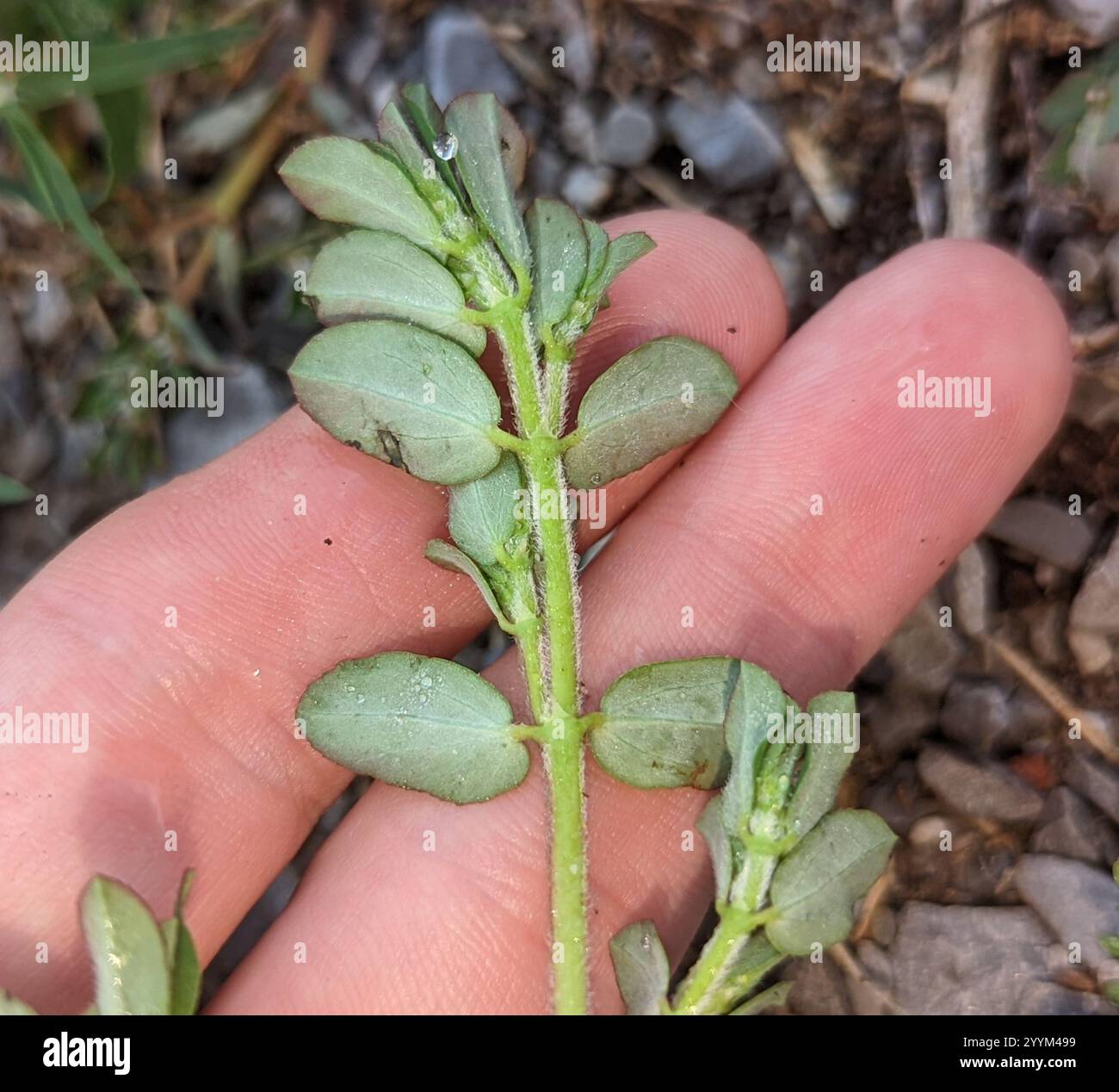 Spreading Broomspurge (Euphorbia humistrata Stock Photo - Alamy