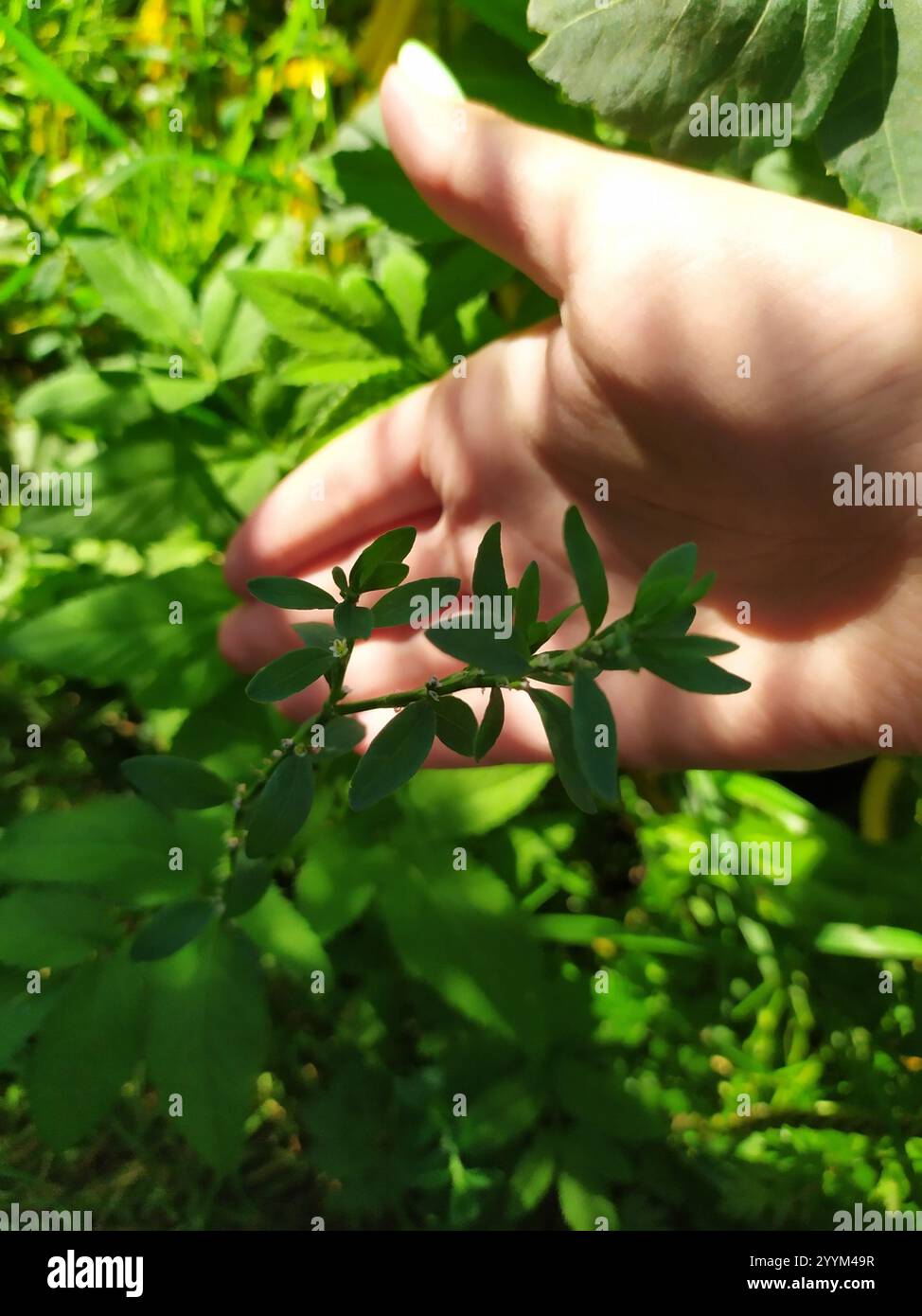 Common Knotgrass Complex (Polygonum aviculare Stock Photo - Alamy