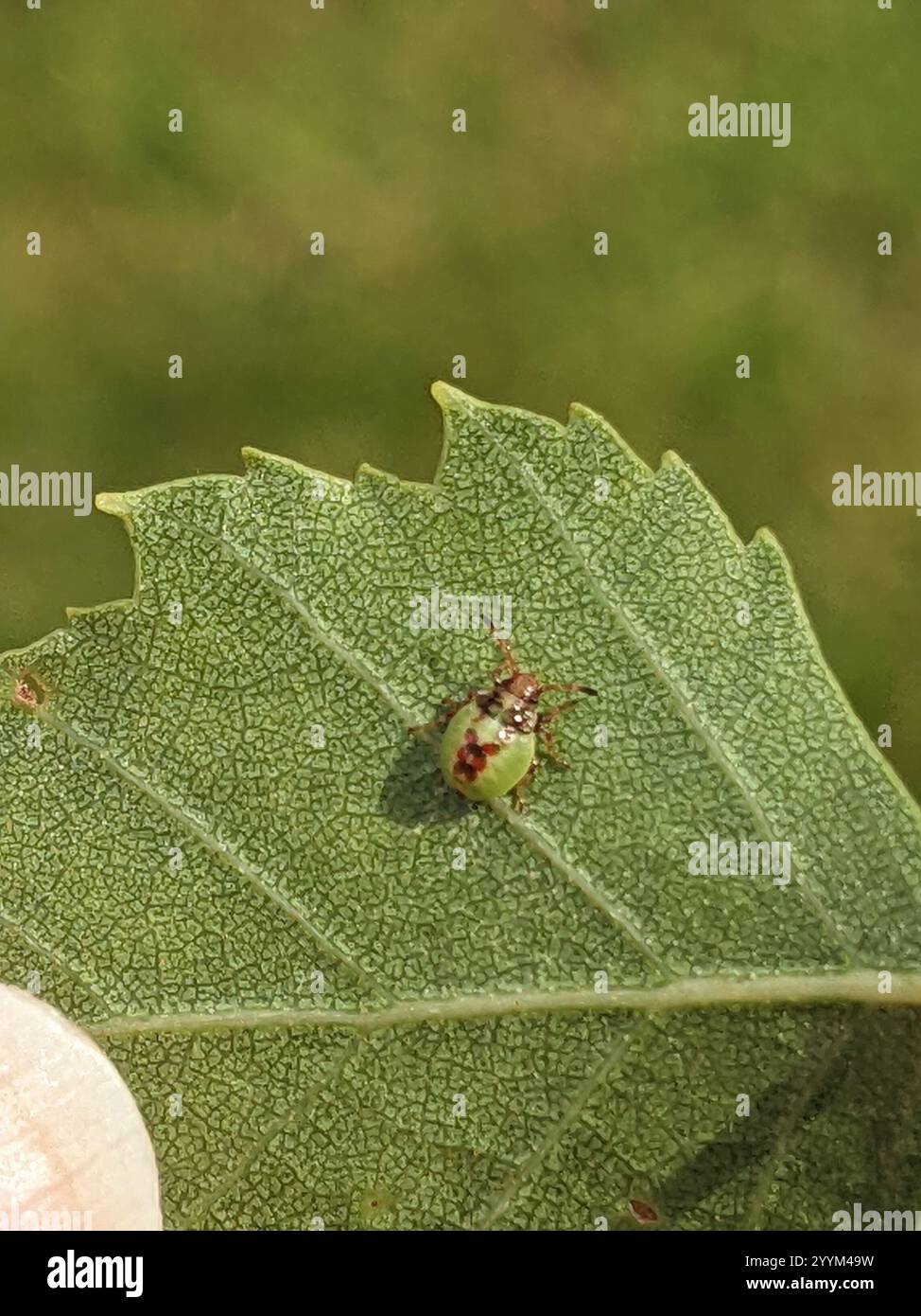Birch Shield Bug (Elasmostethus interstinctus Stock Photo - Alamy