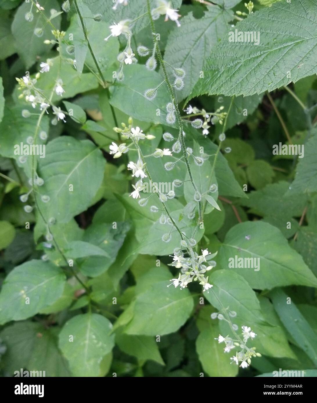 broadleaf enchanter's nightshade (Circaea canadensis Stock Photo - Alamy