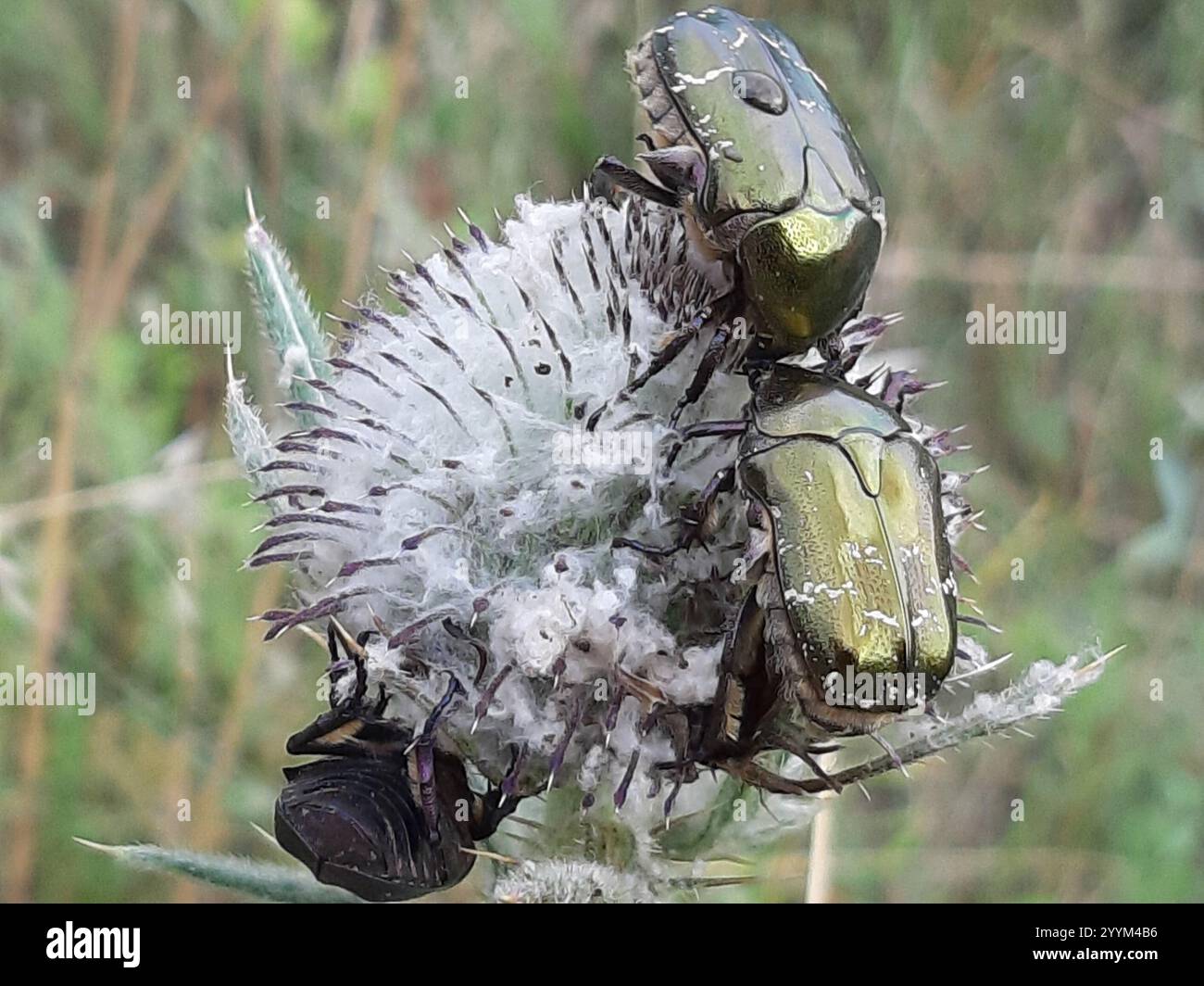Copper Chafer (Protaetia cuprea Stock Photo - Alamy