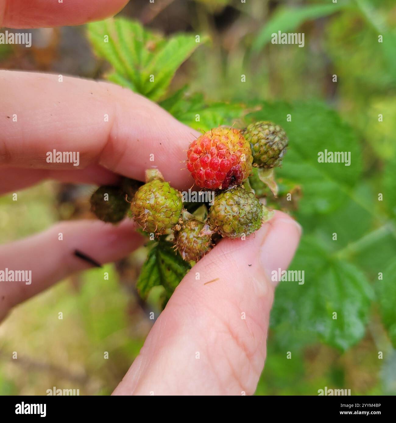 whitebark raspberry (Rubus leucodermis Stock Photo - Alamy