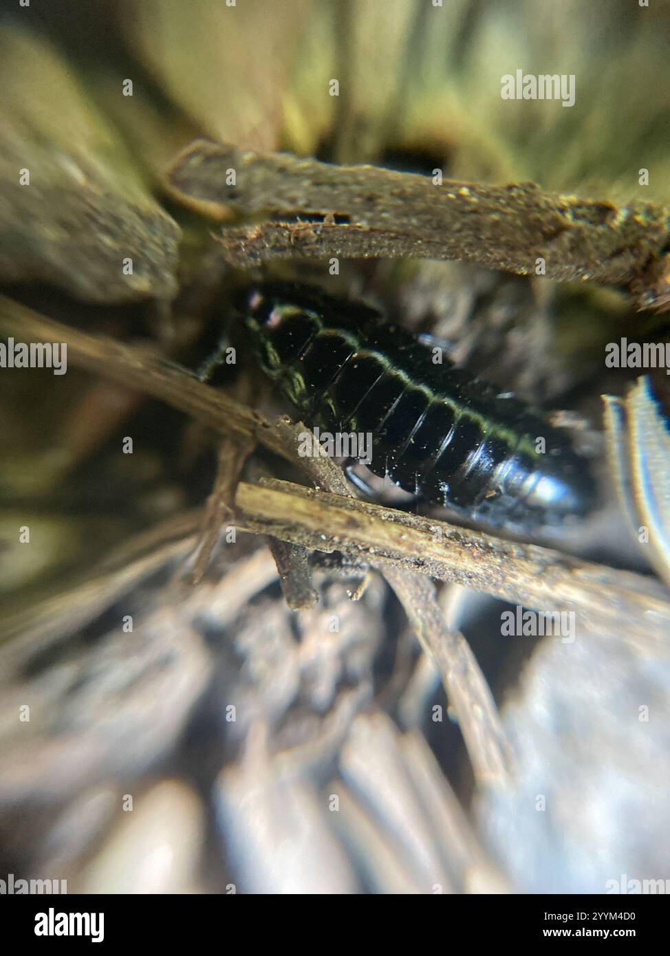 Burying and Carrion Beetles (Silphidae Stock Photo - Alamy