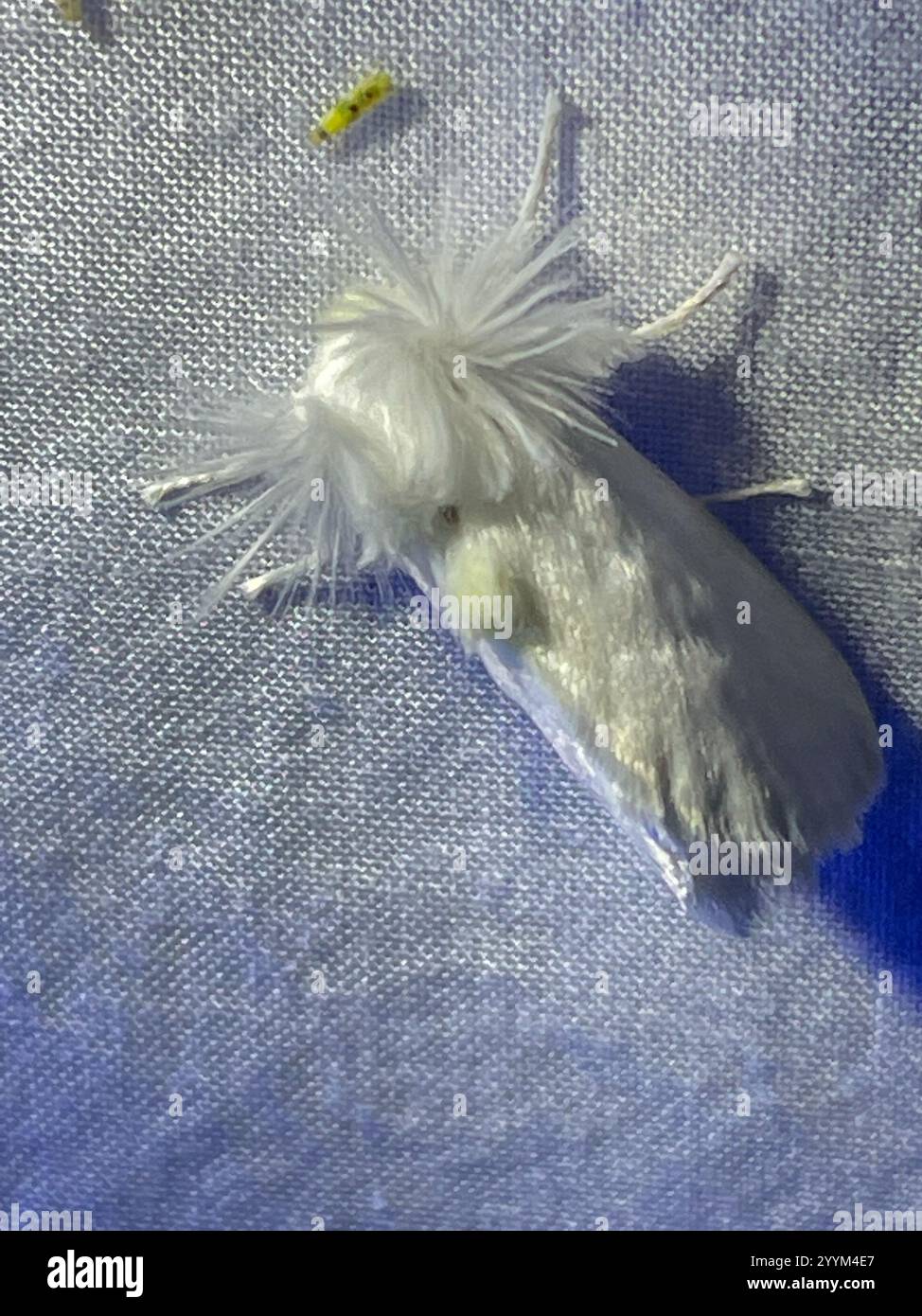 White Flannel Moth (Norape cretata Stock Photo - Alamy