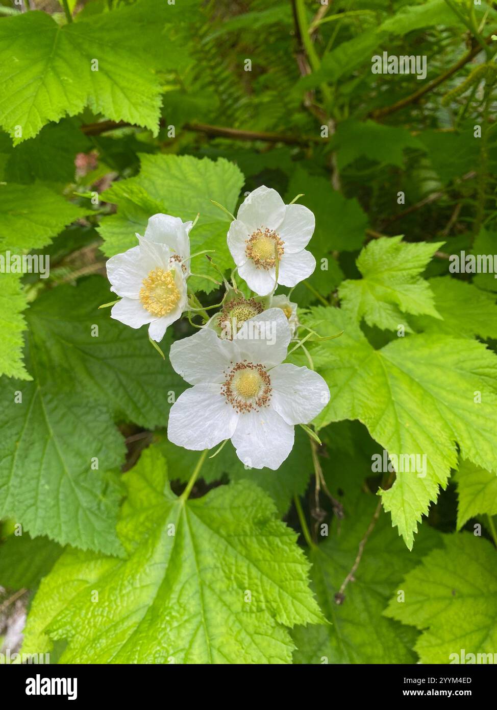 thimbleberry (Rubus parviflorus Stock Photo - Alamy