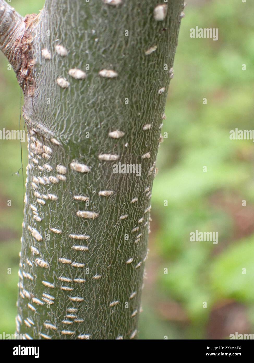 Sitka Alder (Alnus alnobetula sinuata Stock Photo - Alamy