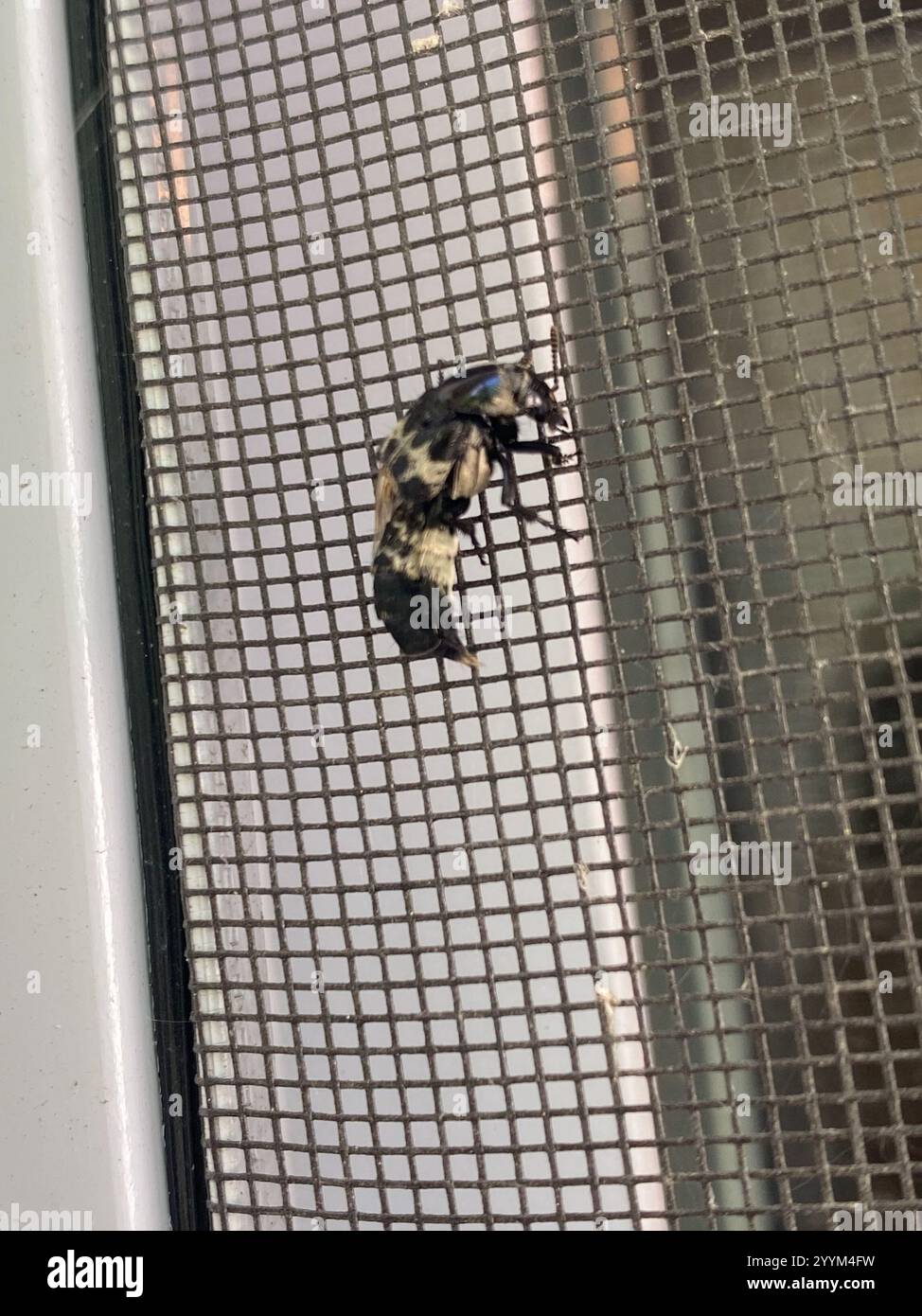 hairy rove beetle (Creophilus maxillosus Stock Photo - Alamy