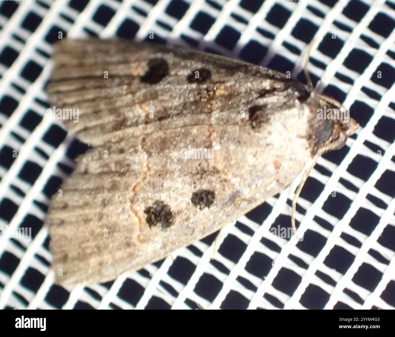 Owlet Moths and Allies (Noctuoidea Stock Photo - Alamy