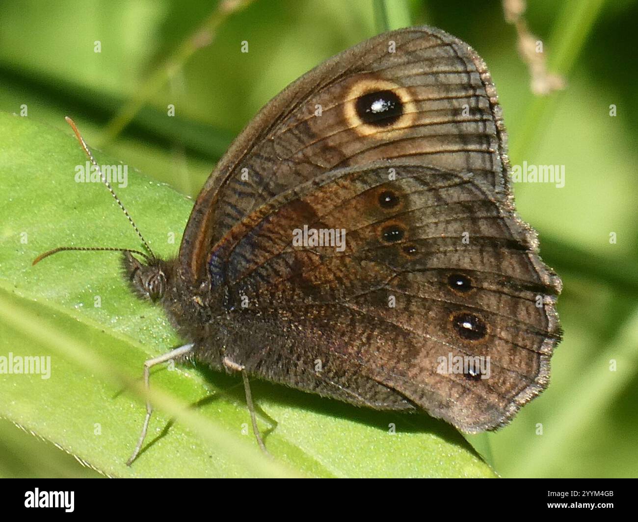 Common Wood-Nymph (Cercyonis pegala Stock Photo - Alamy