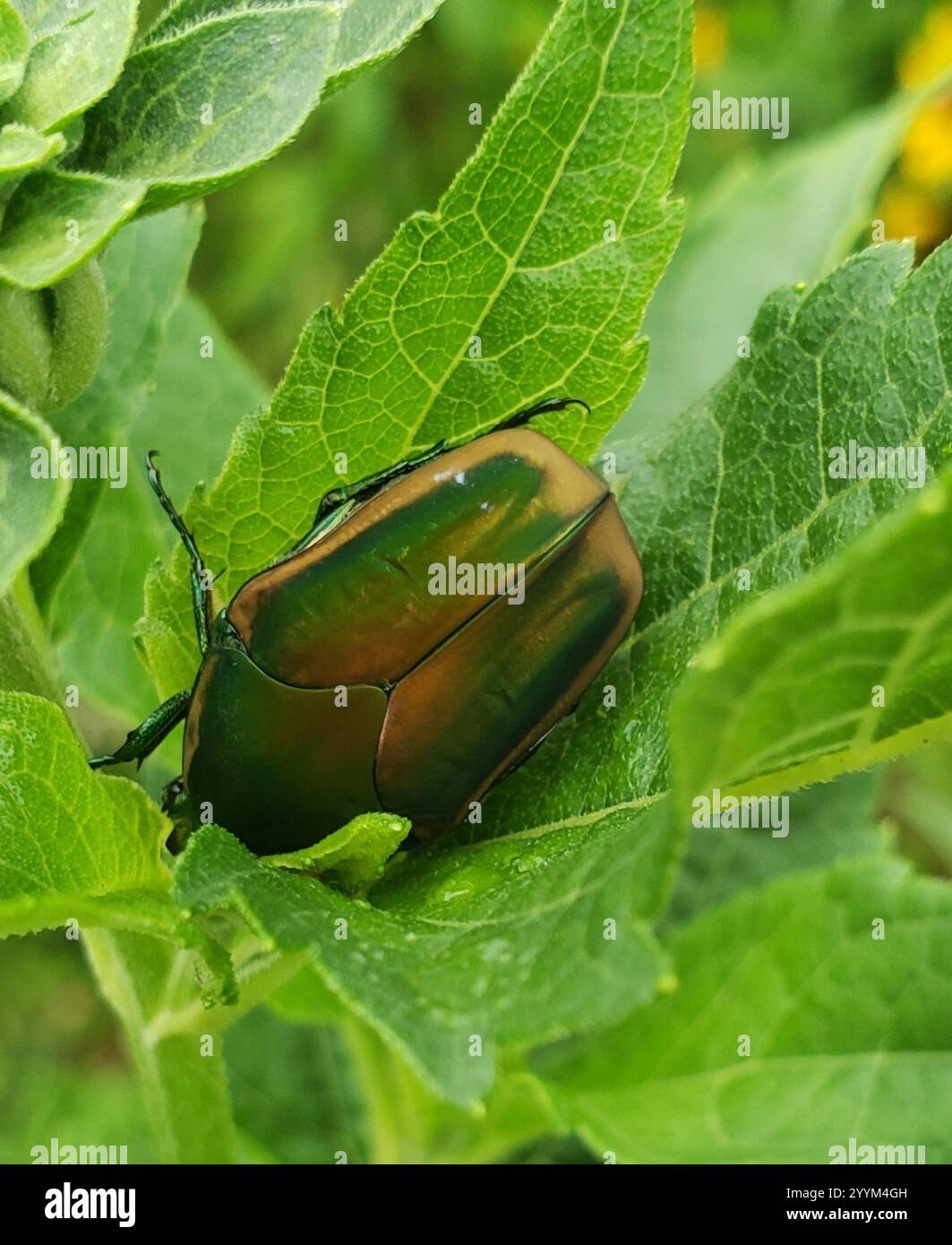 Common Green June Beetle (Cotinis nitida Stock Photo - Alamy