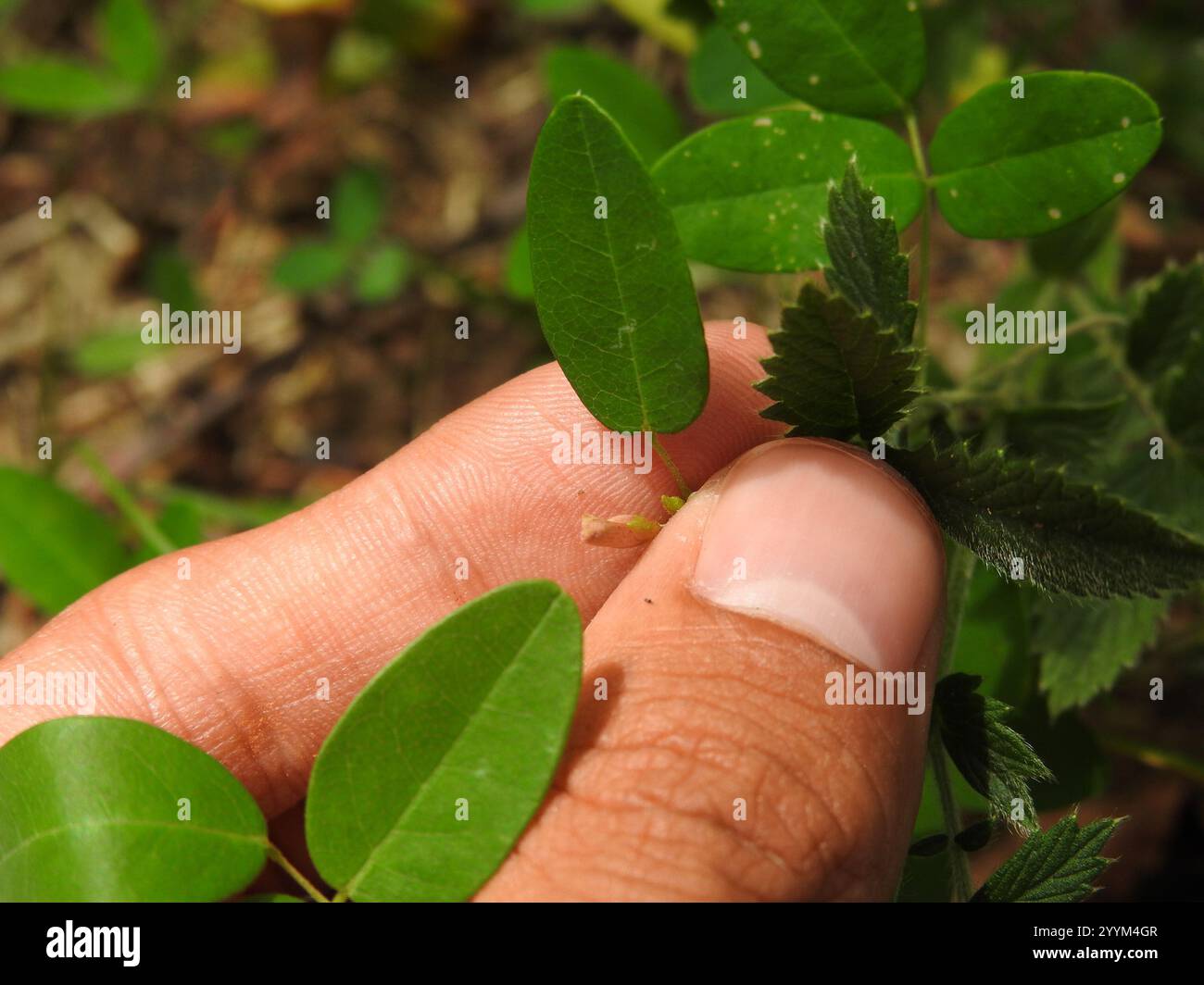 eastern milk-pea (Galactia regularis Stock Photo - Alamy