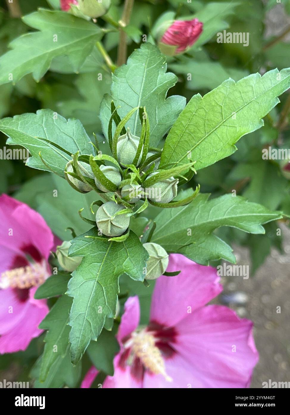 common hibiscus (Hibiscus syriacus Stock Photo - Alamy