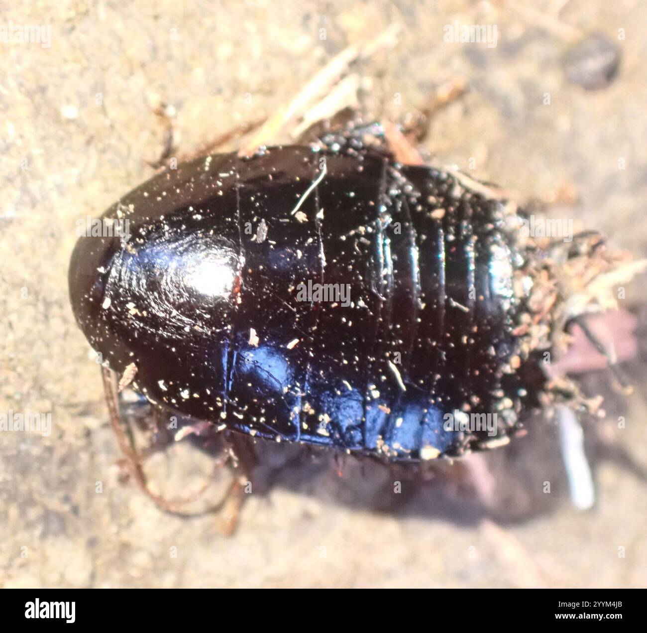 Household Cockroaches (Blattidae Stock Photo - Alamy