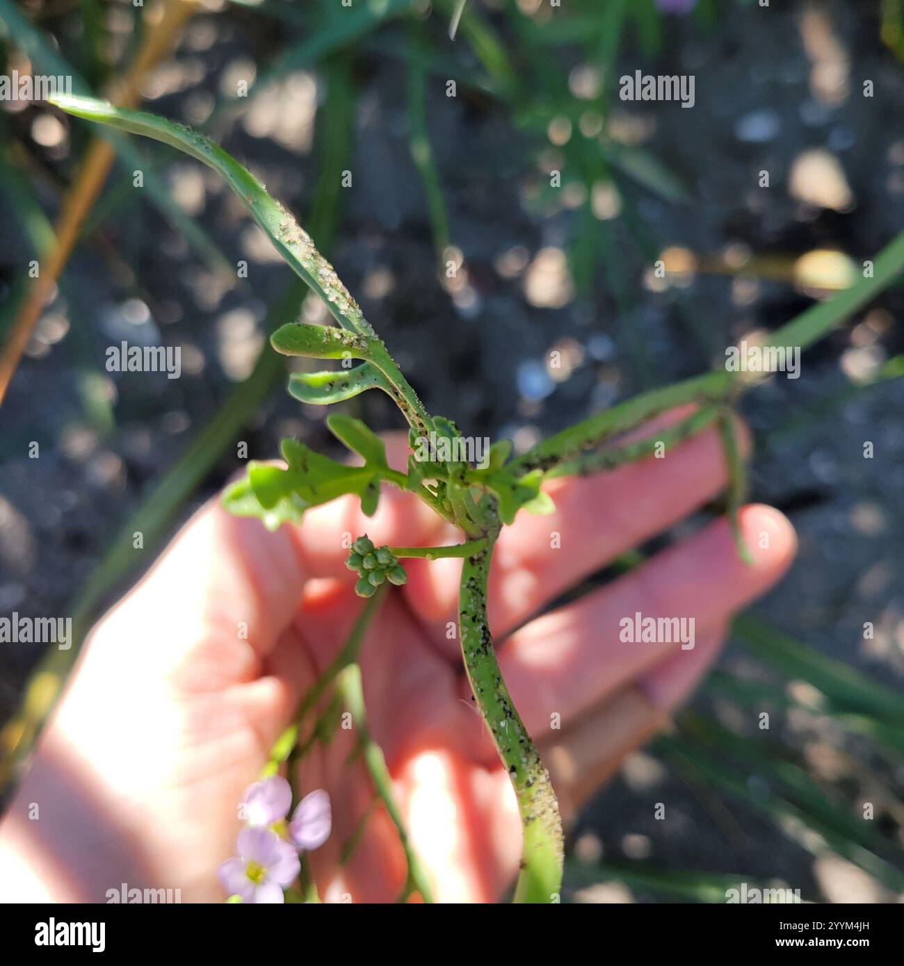 European Searocket (Cakile maritima Stock Photo - Alamy