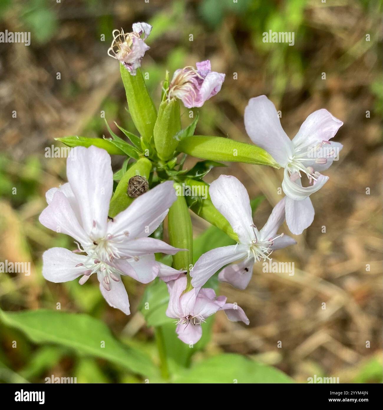 common soapwort (Saponaria officinalis Stock Photo - Alamy