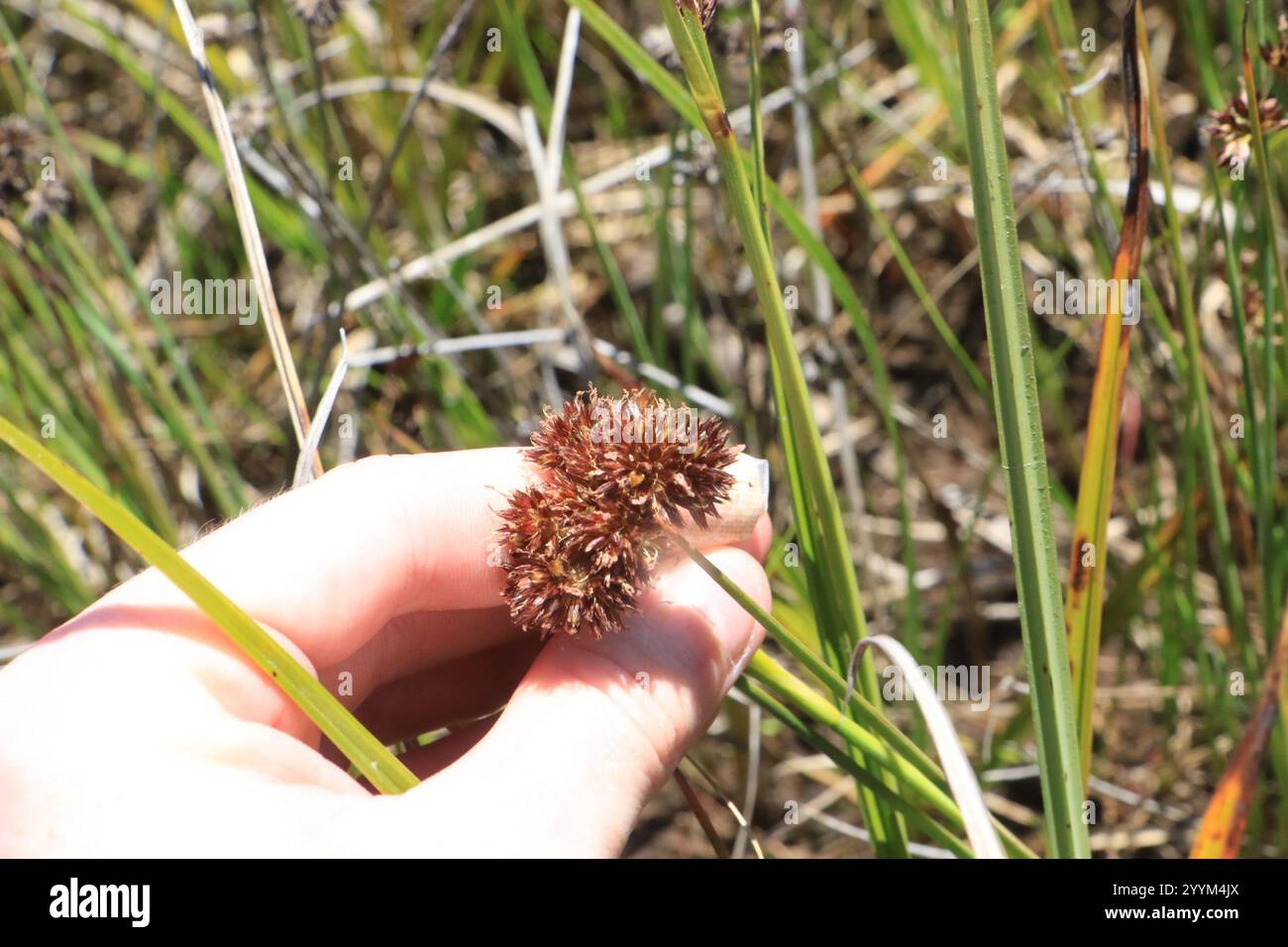 grasses, sedges, cattails, and allies (Poales Stock Photo - Alamy