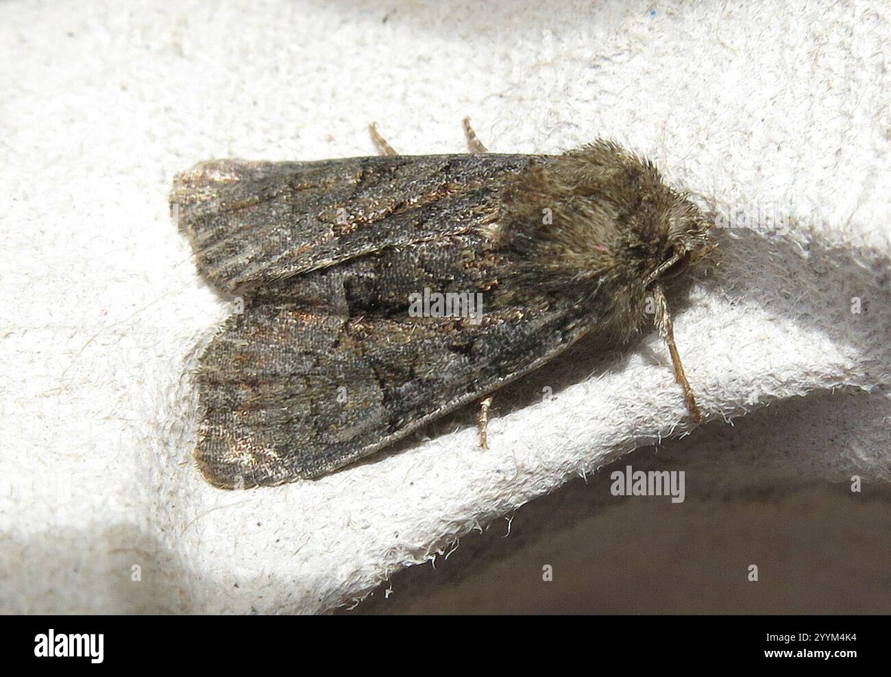 Oligia hi-res stock photography and images - Alamy