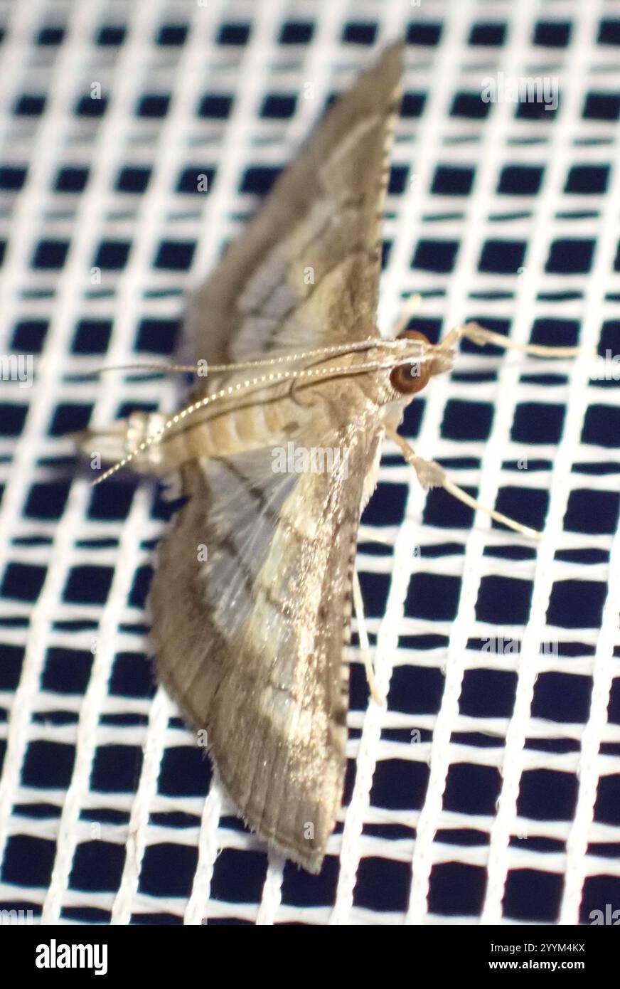 Lesser Rice-leafroller (Marasmia poeyalis Stock Photo - Alamy