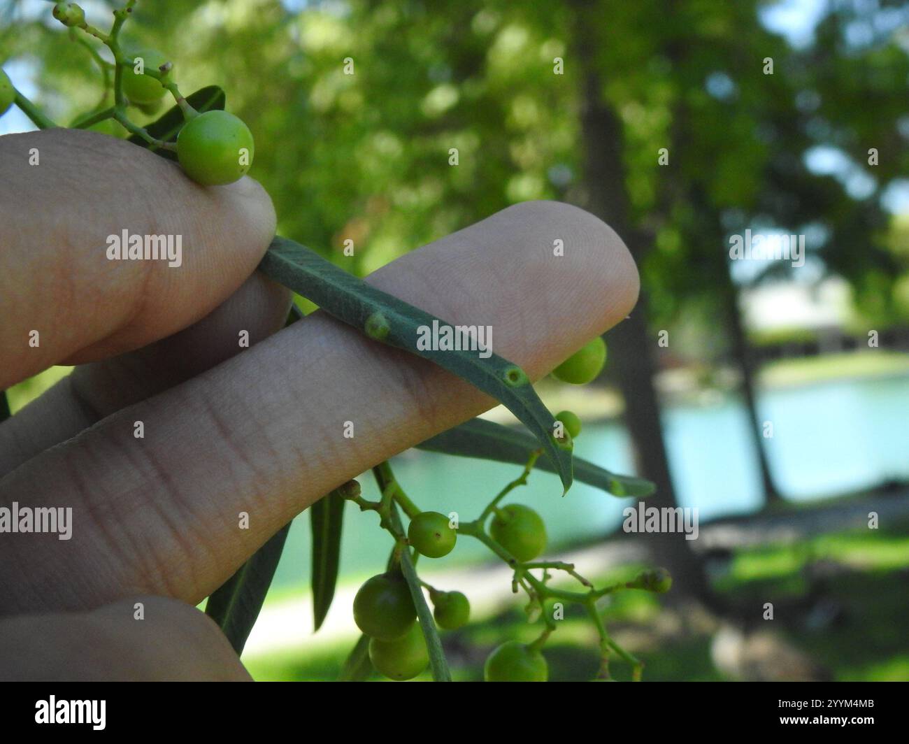 Peppertree Psyllid (Calophya schini Stock Photo - Alamy