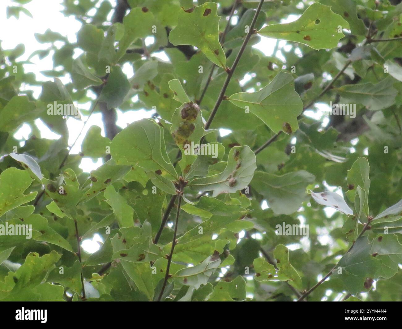 water oak (Quercus nigra Stock Photo - Alamy