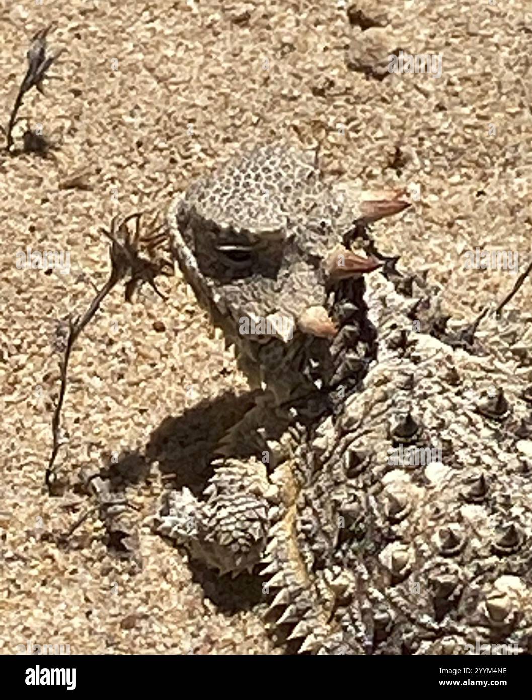 Blainville's Horned Lizard (Phrynosoma blainvillii Stock Photo - Alamy