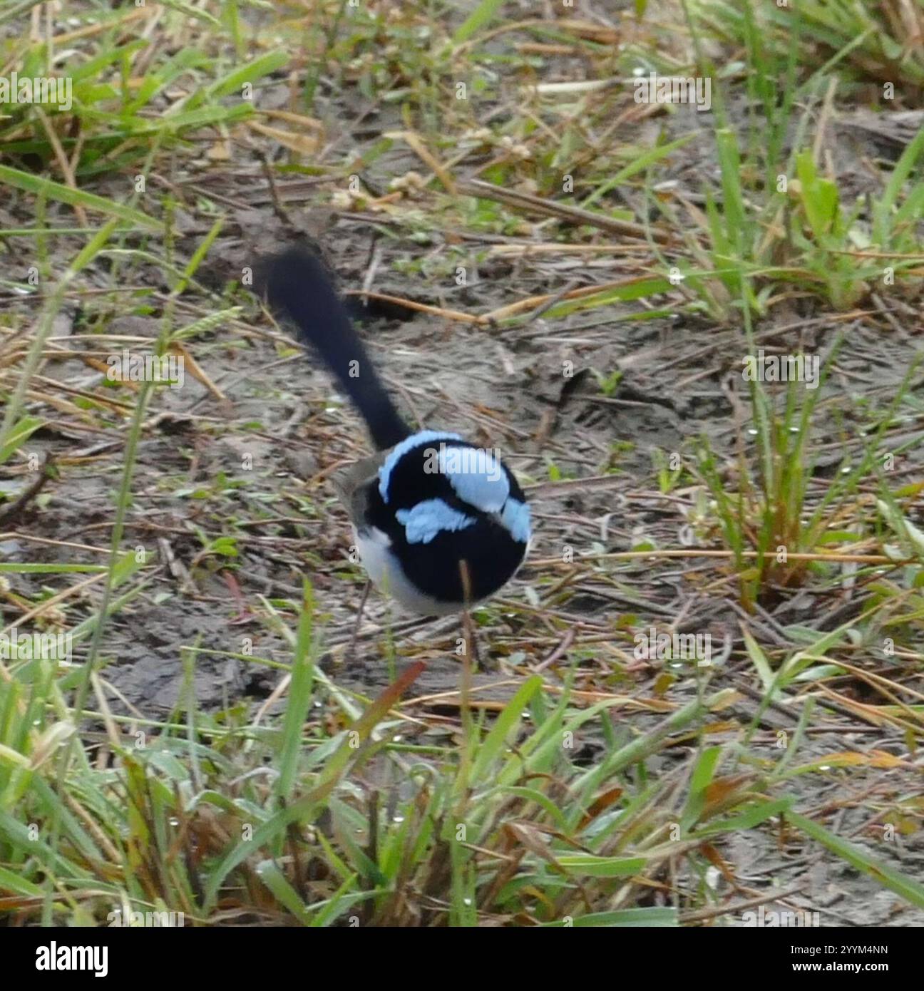 Superb Fairywren (Malurus cyaneus Stock Photo - Alamy