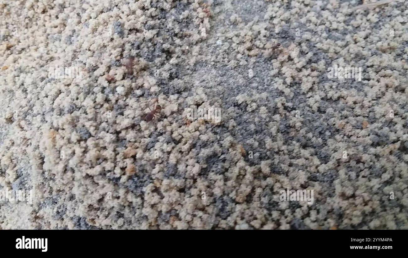 Northern Fungus-farming Ant (Trachymyrmex septentrionalis Stock Photo ...