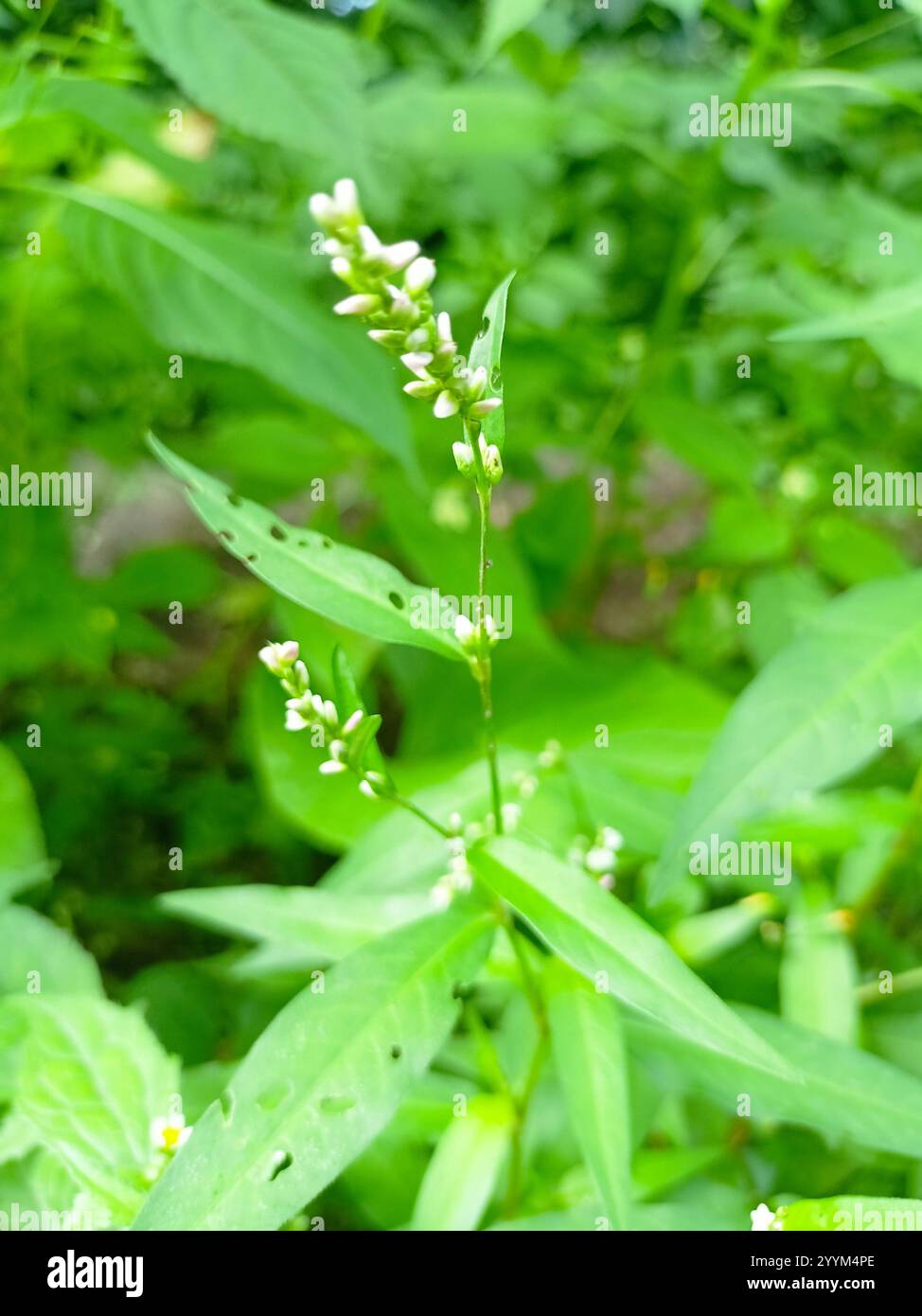 waterpepper (Persicaria hydropiper Stock Photo - Alamy